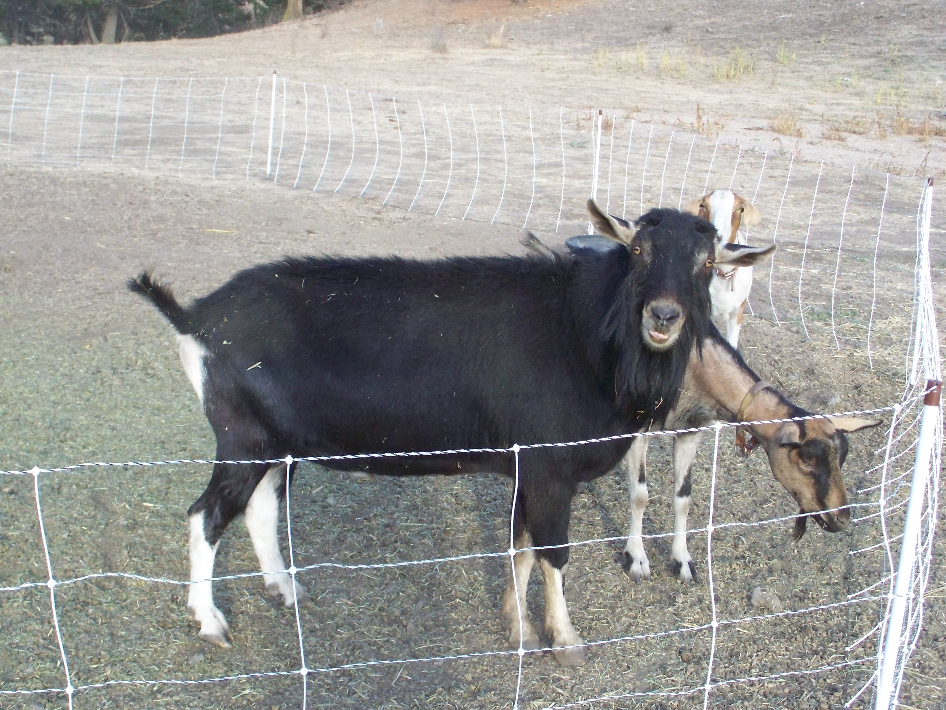 Dairy Goats Revisited - Highland Glenn Ranch