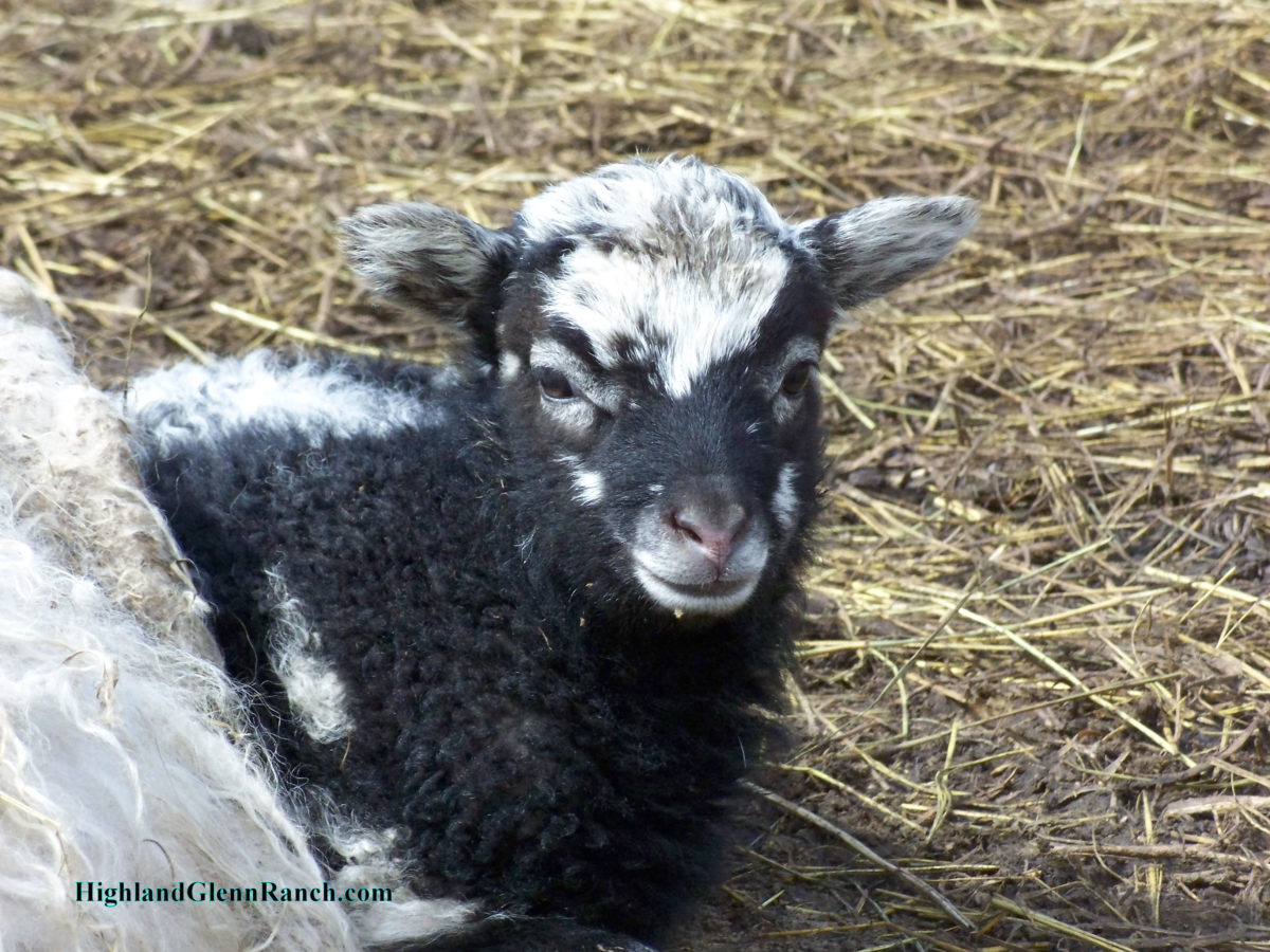 shetland sheep Archives - Highland Glenn Ranch